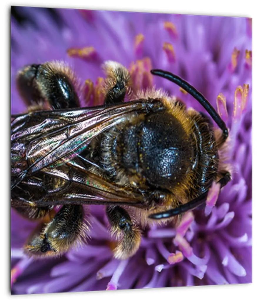 Obraz včely na květině (30x30 cm)