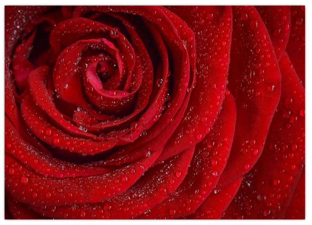 Obraz - detail růže (70x50 cm)