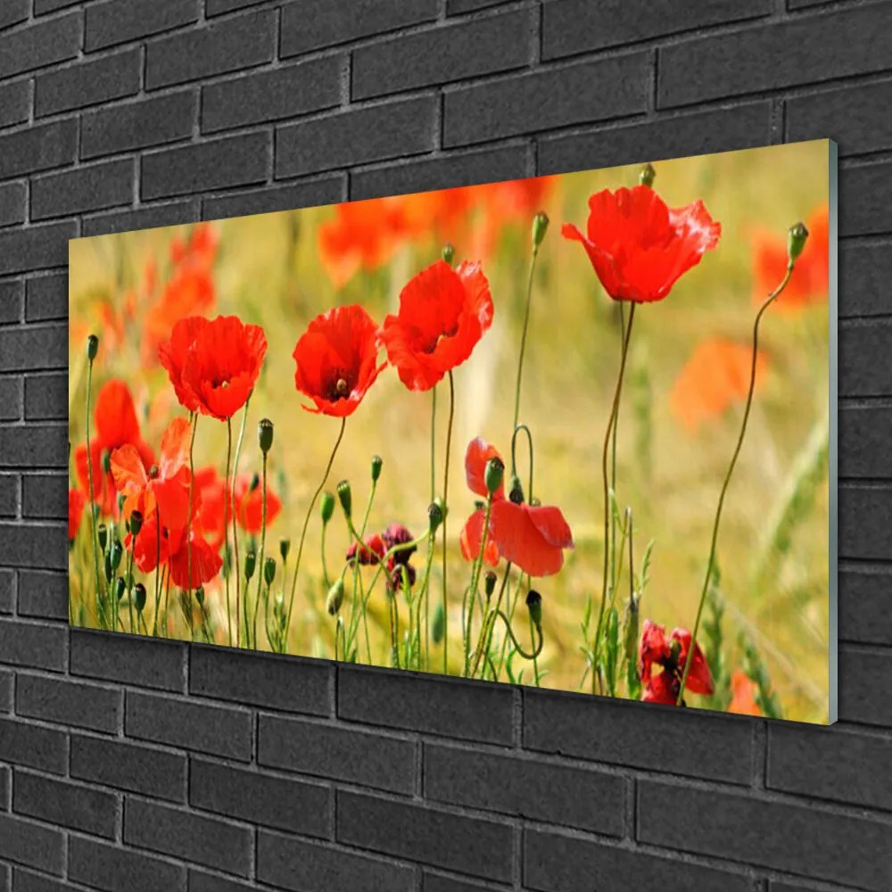 Obraz na skle Máky Rostlina Příroda 100x50 cm