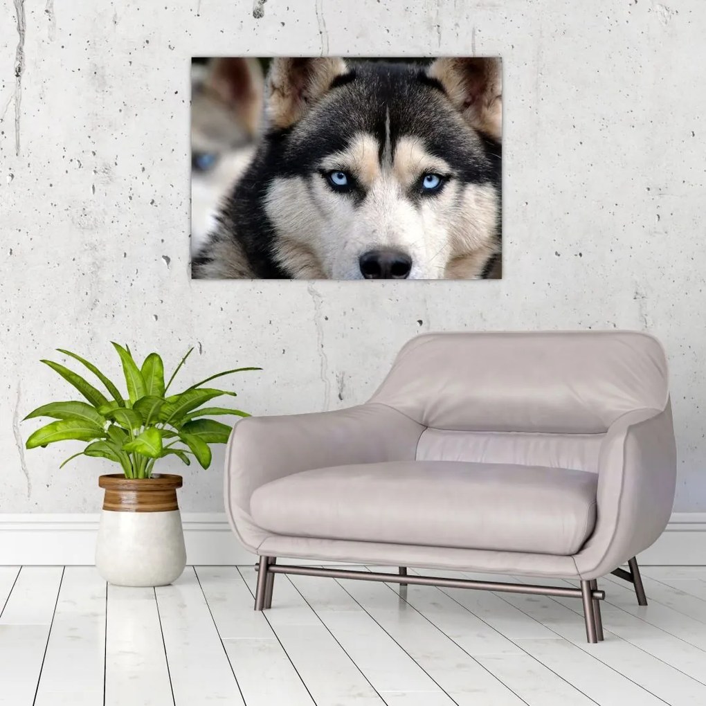 Skleněný obraz psa husky (70x50 cm)