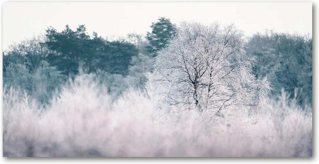 Foto obraz akrylové sklo Stromy zimou