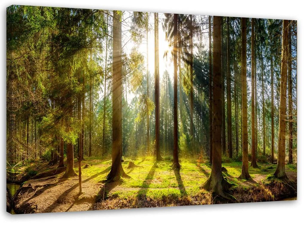 Gario Obraz na plátně Paprsky ve slunném lese Rozměry: 60 x 40 cm
