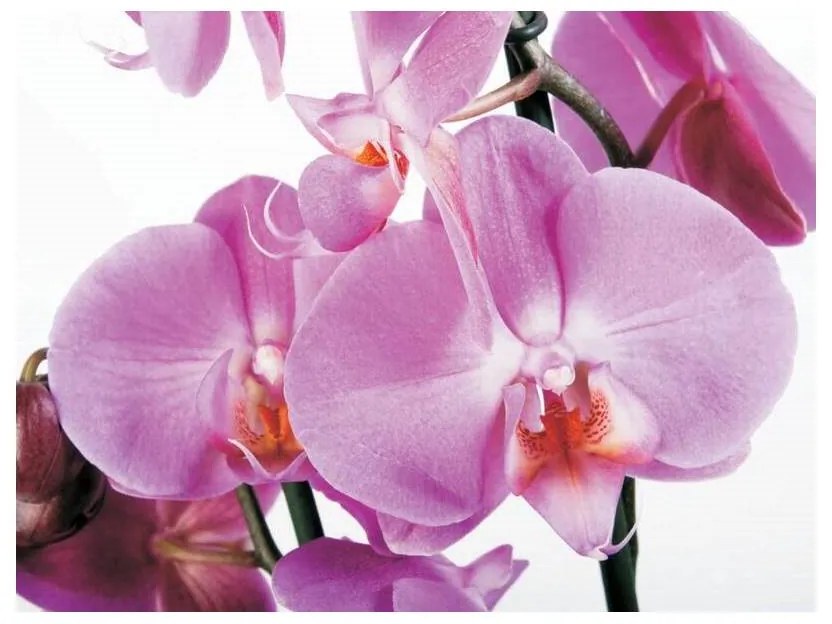 Fototapeta čtyřdílná - Orchidej