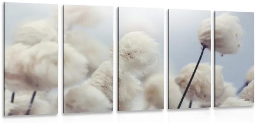 5-dílný obraz arktické květiny bavlny Varianta: 100x50