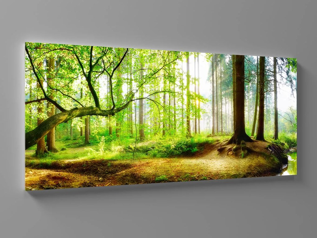 XXL obraz les v paprscích slunce Rozměr: 300 x 150 cm