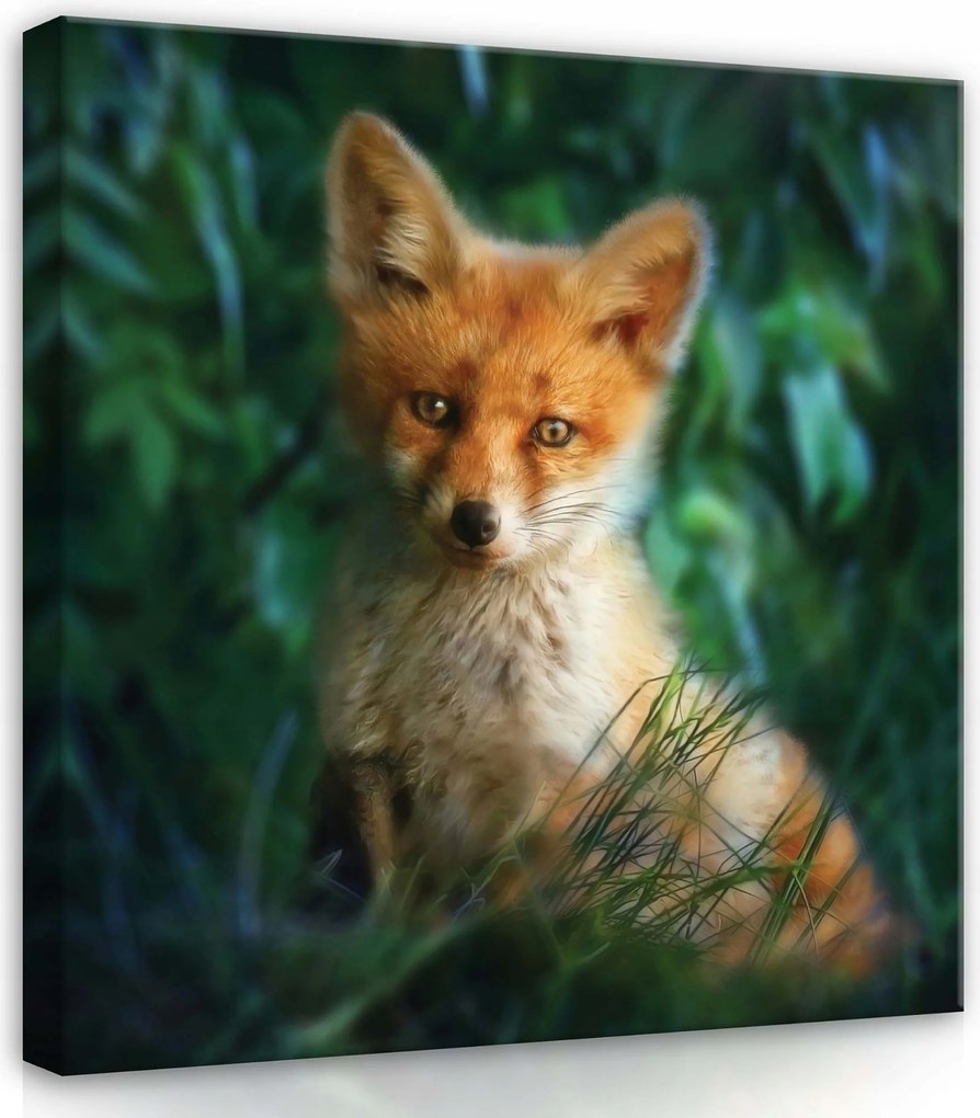 Obraz 80x80 Liška liška divoká příroda les portrét zvířete příroda