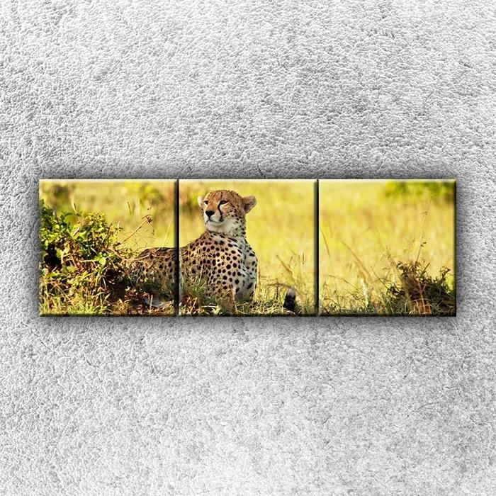 3 dílný obraz na stěnu Gepard v pozoru 4
