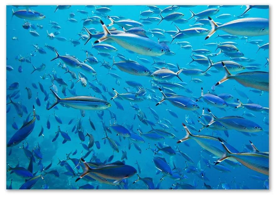 Wallmuralia Foto obraz akrylové sklo Korálové ryby 100x70