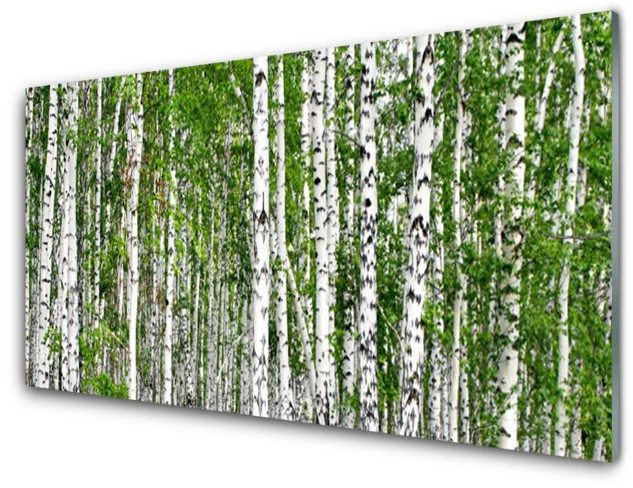 akrylový obraz Bříza Les Stromy Příroda 125x50 cm