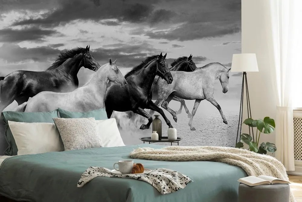 Samolepící tapeta černobílé stádo koní - 225x150 cm