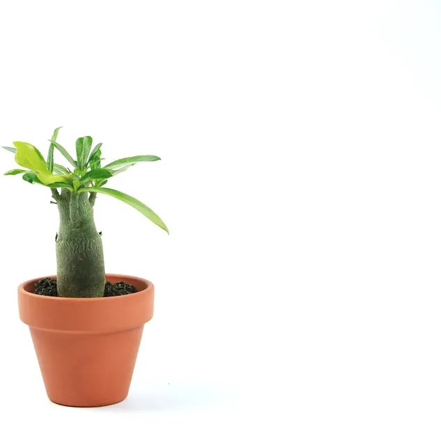 Adenium obesum, průměr 6 cm Adénium ztloustlé, pouštní růže