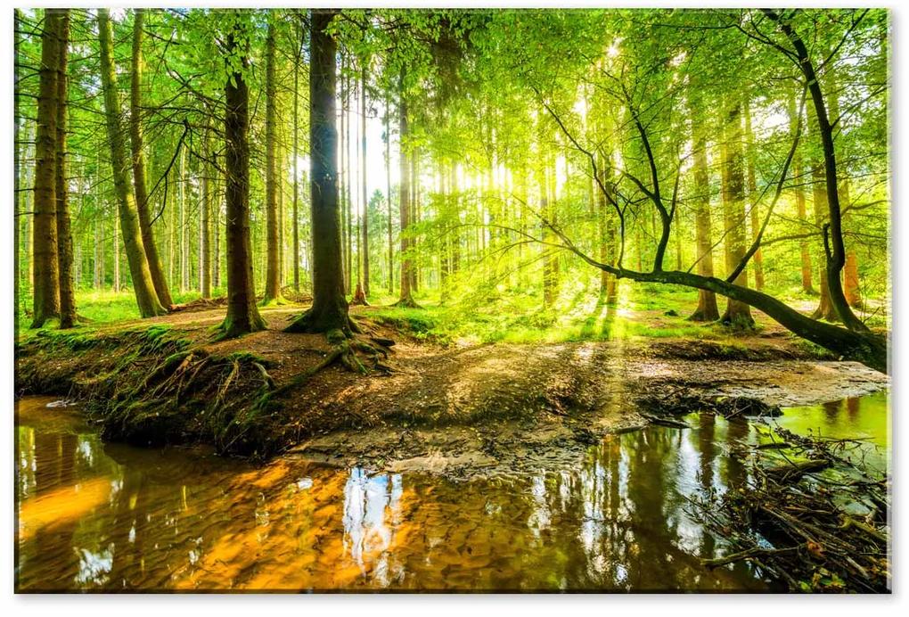 Obraz lesní úsvit Velikost (šířka x výška): 90x60 cm