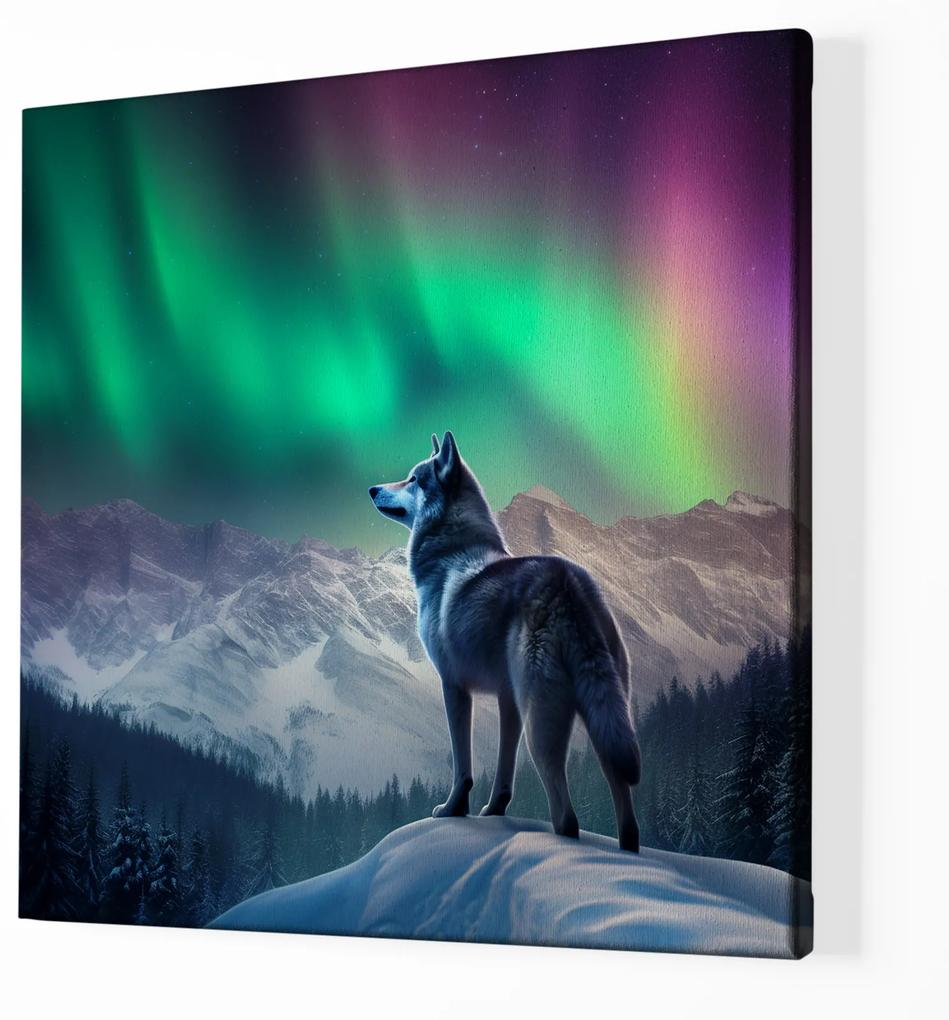 Obraz na plátně - Vlk pozoruje polární záři FeelHappy.cz Velikost obrazu: 40 x 40 cm