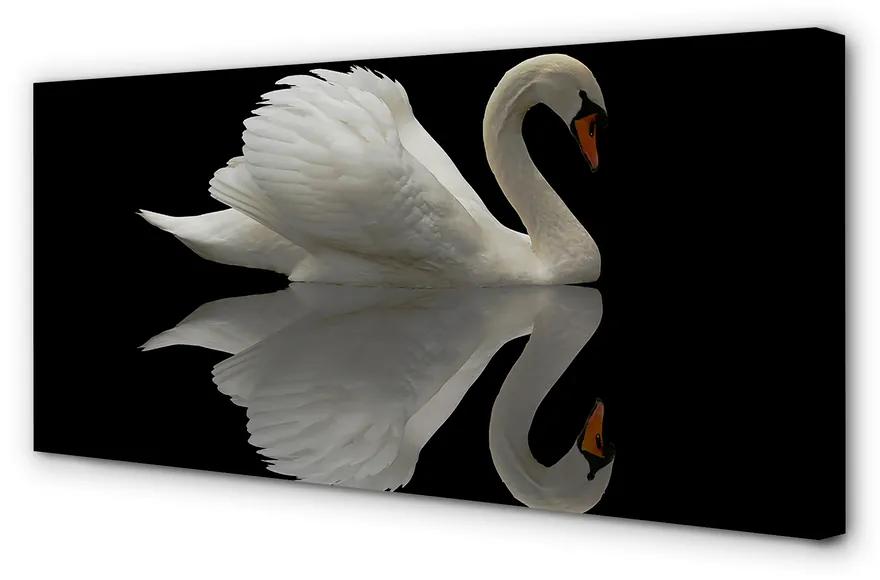 Obrazy na plátně Swan v noci 140x70 cm