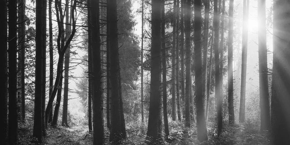 Obraz les zalitý sluncem v černobílém provedení Varianta: 100x50