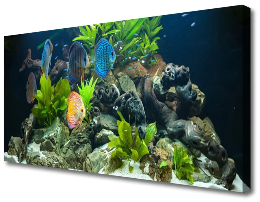 Obraz na plátně Ryba Kameny Listy Příroda 100x50cm