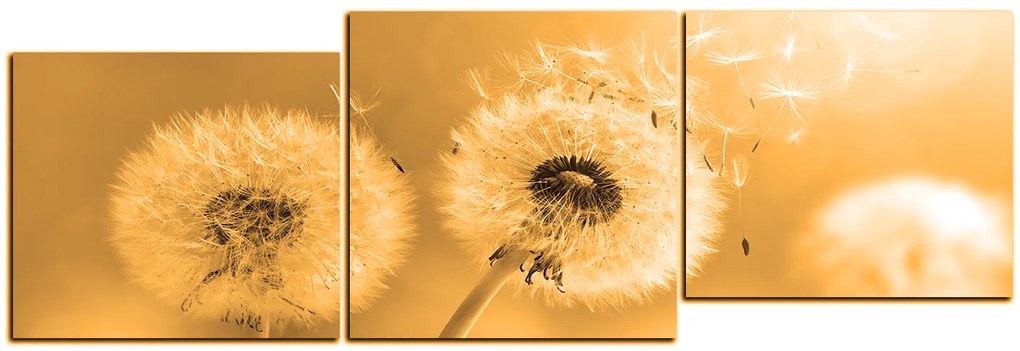 Obraz na plátně - Pampeliška v ranním slunci - panoráma 5214FE (150x50 cm)