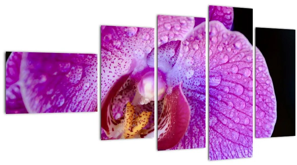 Detailní obraz květu orchideje (110x60 cm), 40 dalších rozměrů