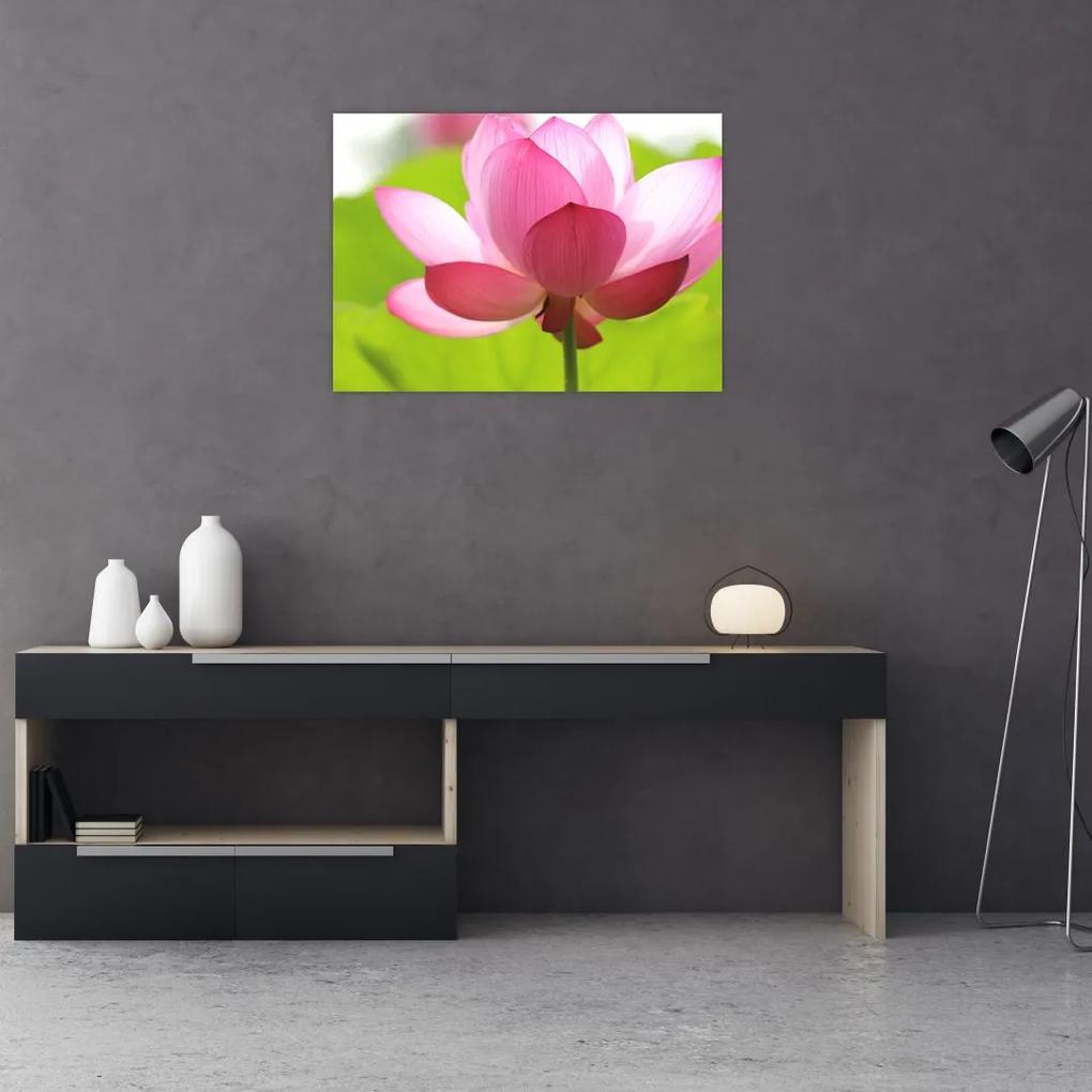 Skleněný obraz květu Lotusu (70x50 cm)