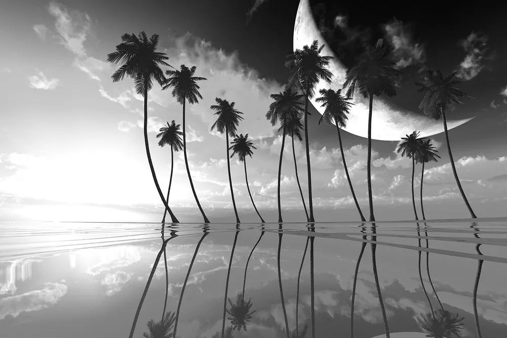 Samolepící tapeta černobílé tropické palmy - 300x200 cm
