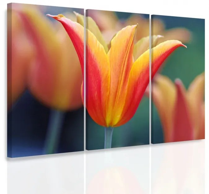 Malvis ® Vícedílný obraz - Tulipán Velikost: 90x60 cm