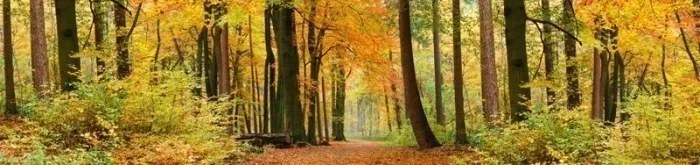 DIMEX | Fototapeta do kuchyně Podzimní les KI-260-045 | 260 x 60 cm | zelená, oranžová, hnědá
