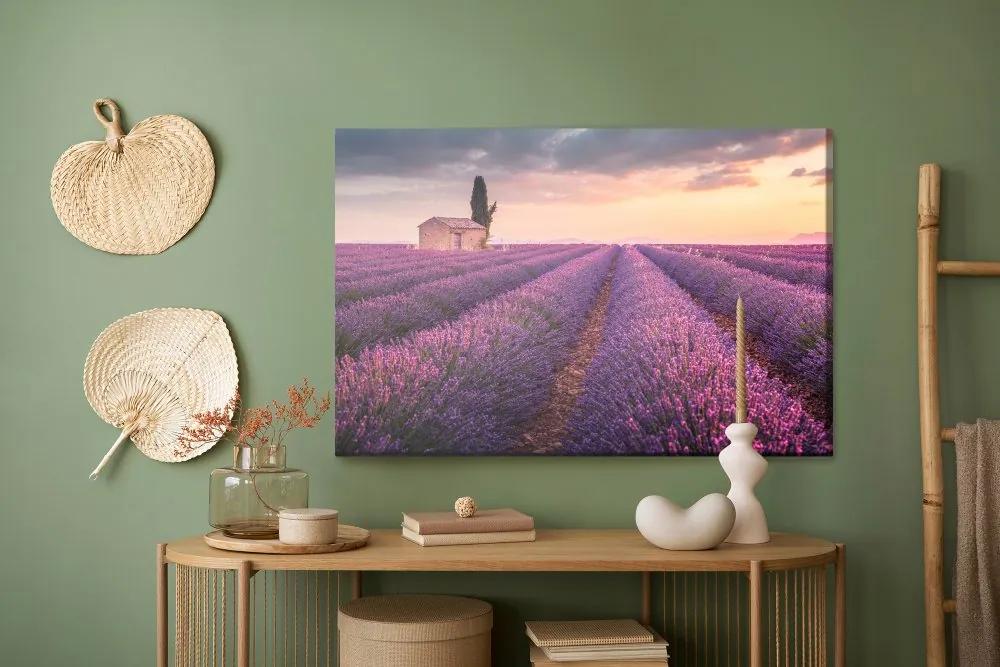 Obraz Kvetoucí Levandulové Pole V Provence Nedostatek Nedostatek Přírodní plátno 120x80