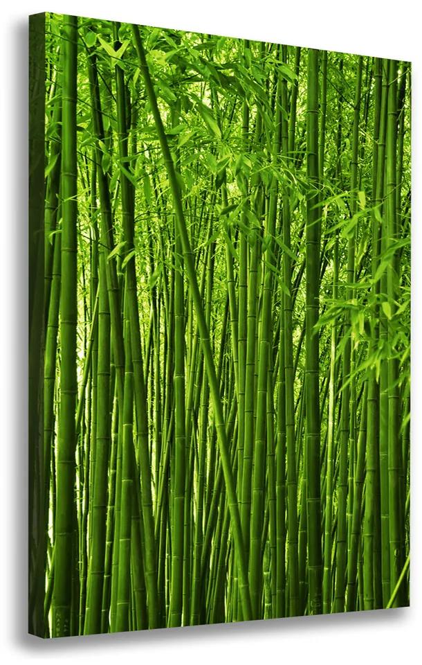 Wallmuralia Foto-obraz canvas do obýváku Bambusový les 70x100 cm
