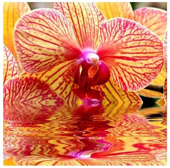 Obraz květu orchideje (30x30 cm), 40 dalších rozměrů