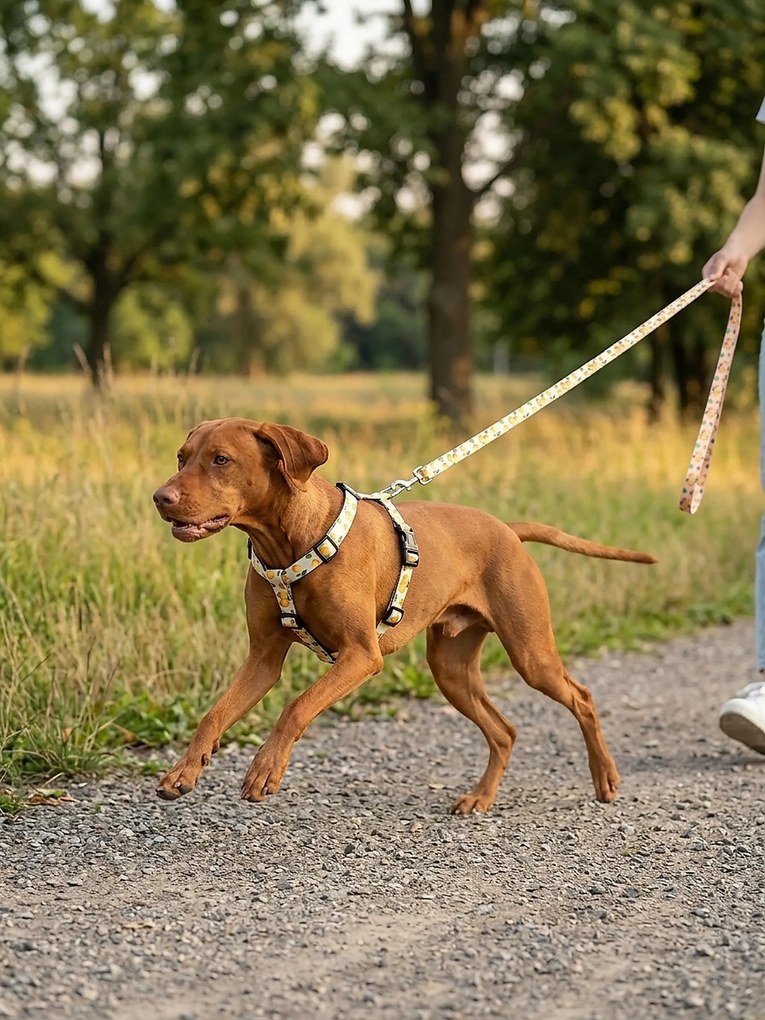 Sinsay - Vodítko, obojek a postroj pro psa - žlutá