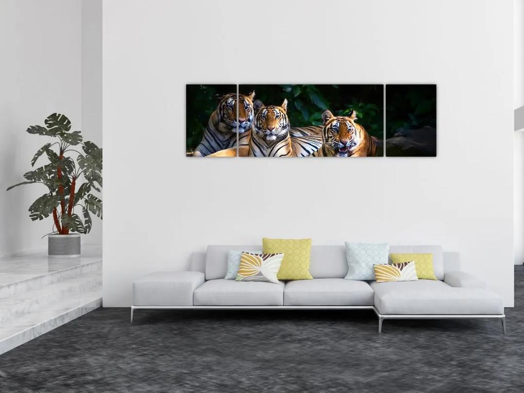 Obraz - Tygří bratři (170x50 cm)