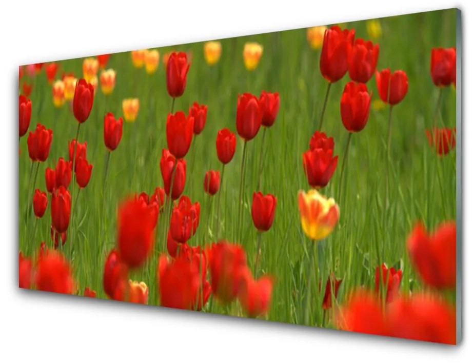 Obraz na skle Tulipány Rostlina 100x50 cm