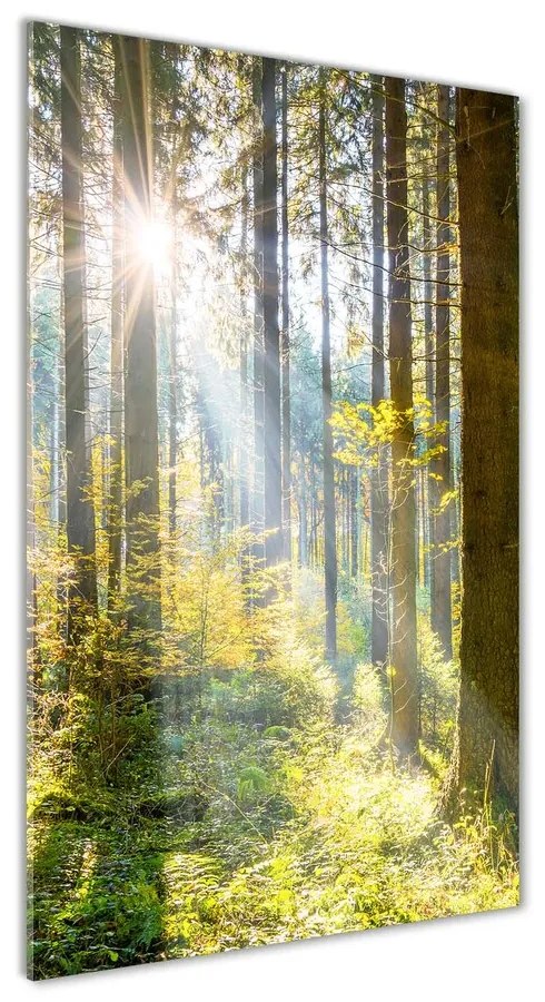 Wallmuralia Foto obraz fotografie na skle Slunce v lese 50x100 cm