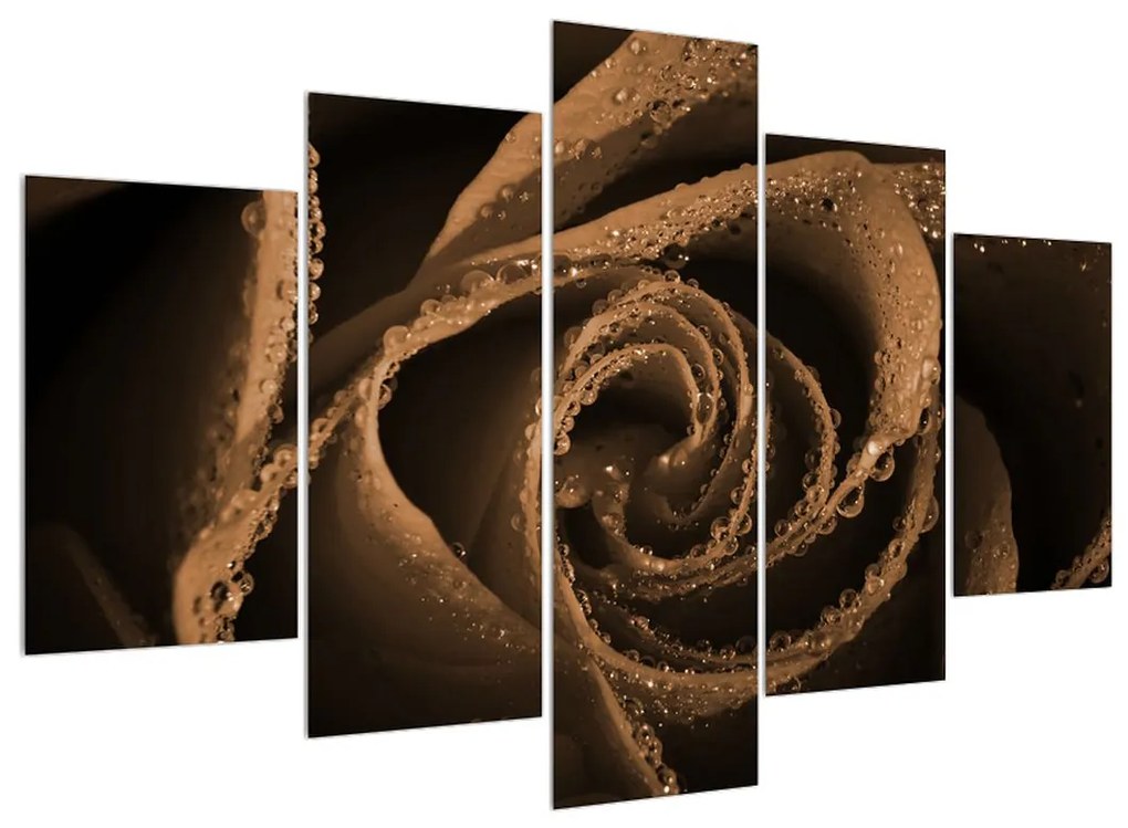 Obraz růže s kapkami (150x105 cm)