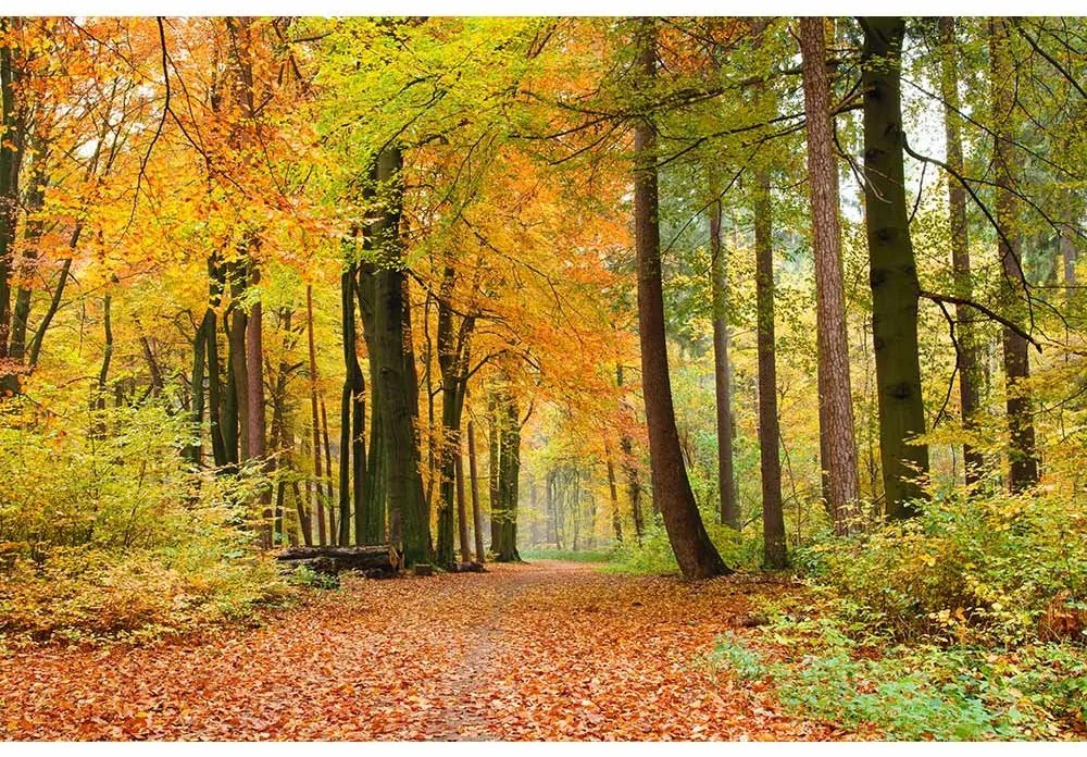 Vliesová fototapeta Podzimní les 375 x 250 cm + lepidlo zdarma / MS-5-0099 vliesové fototapety na zeď DIMEX
