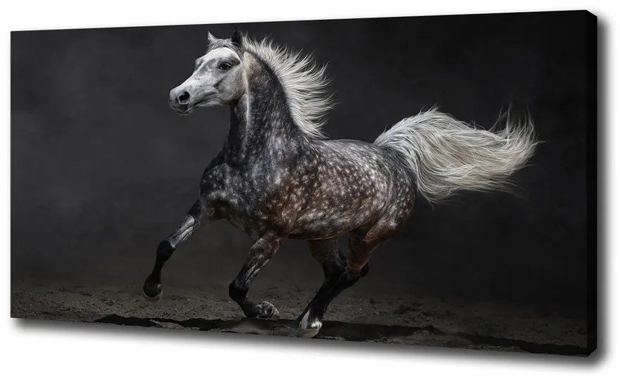 Wallmuralia Foto obraz canvas Šedný arabský kůň 100x50 cm