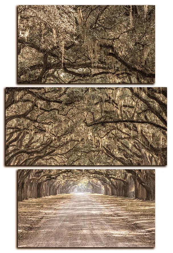 Obraz na plátně - Historické dubové stromy lemované polní cestou - obdélník 7239FC (90x60 cm)