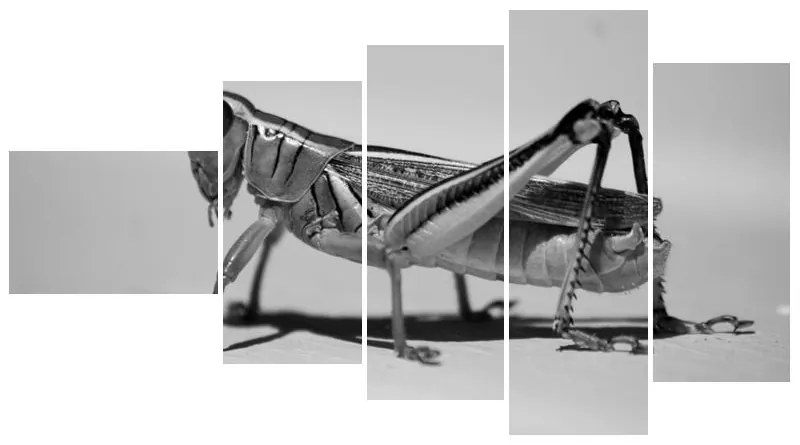 Obraz kobylky (110x60 cm), 40 dalších rozměrů
