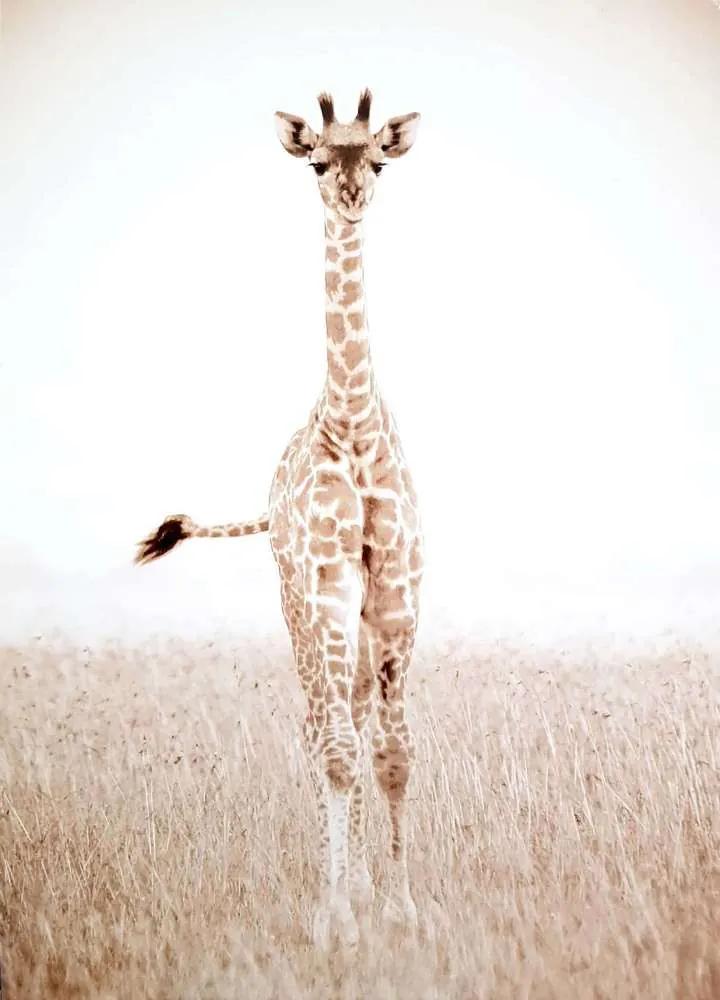ART-STYLE Obrázek 30x40, žirafa, rám bílý s patinou