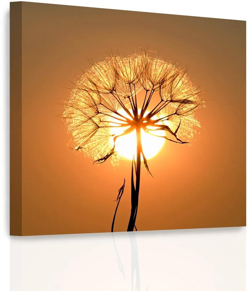 Malvis ® Obraz - Pampeliška při západu slunce Velikost: 50x50 cm