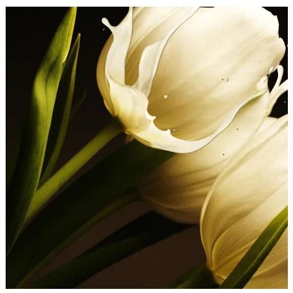 Obraz bílých tulipánů (40x40 cm), 40 dalších rozměrů