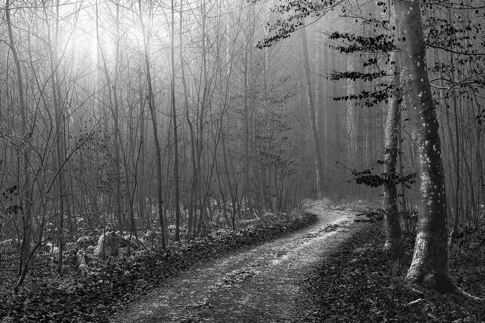 Samolepící fototapeta černobílá cestička do lesa - 225x150 cm
