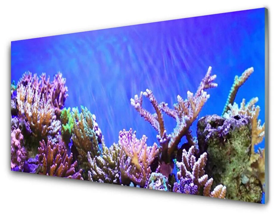 Obraz na skle Korálový Útes Příroda 120x60 cm