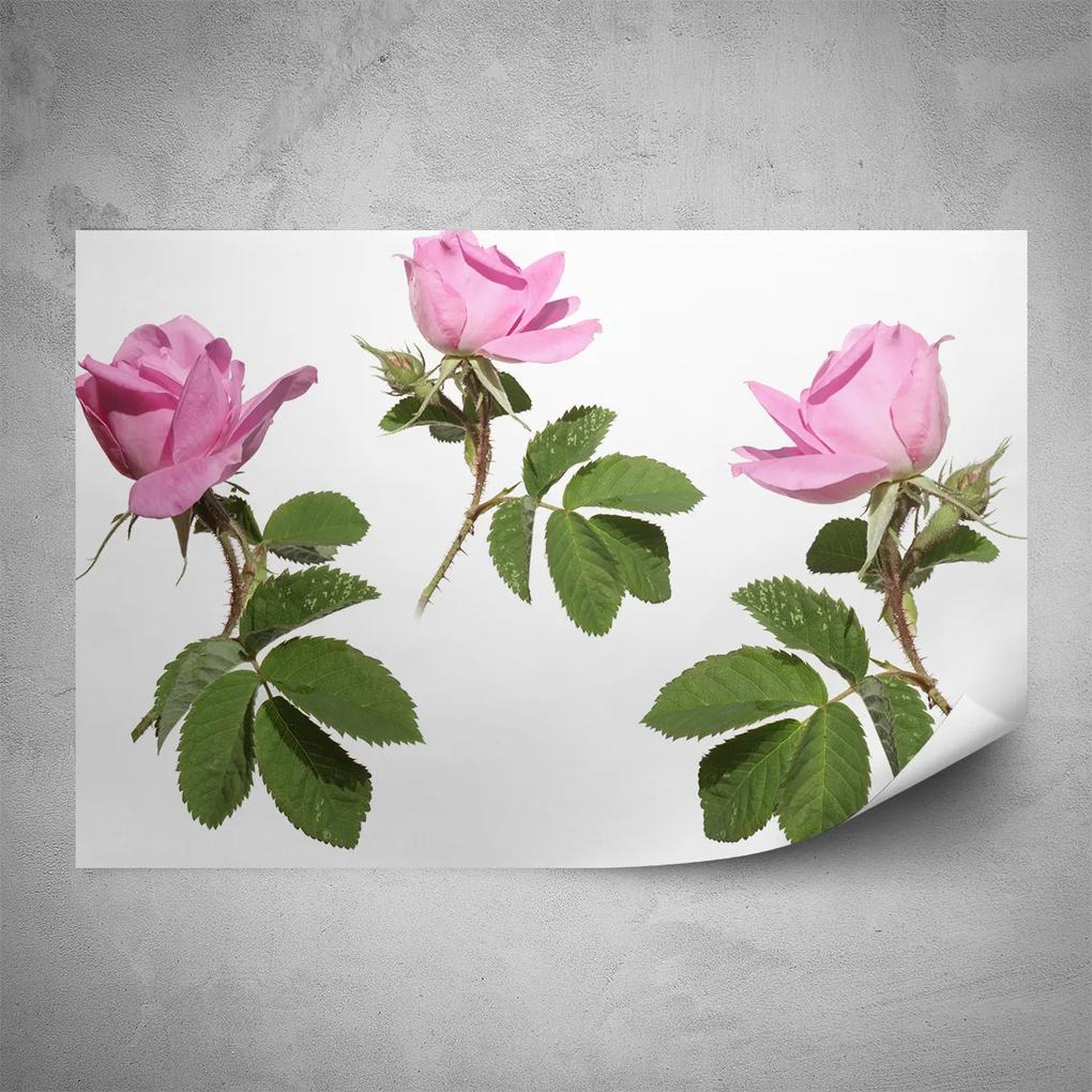 Plakát -  Růžové růžičky (60x40 cm) - PopyDesign