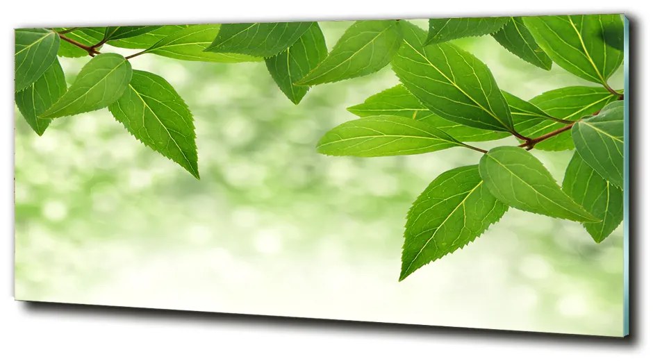 Wallmuralia Foto obraz skleněný horizontální Zelené listí 125x50 cm
