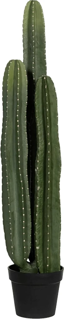 Kaktus San Pedro uml 100 cm | BIANO