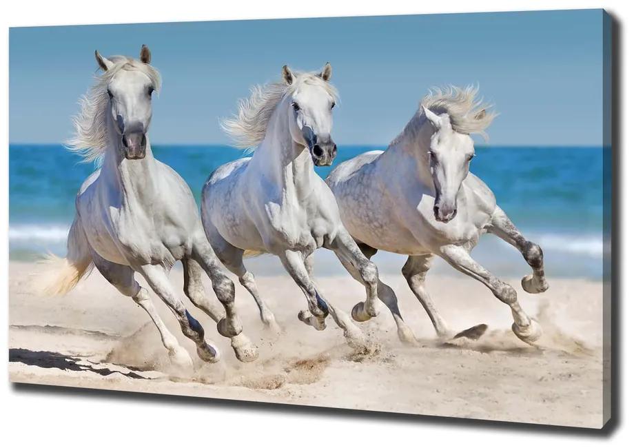 Wallmuralia Foto obraz na plátně Bílí koně pláž 100x70 cm