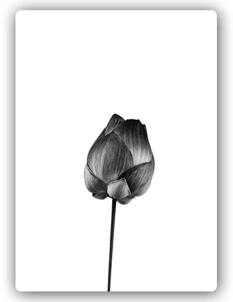 CARO Kovový obraz - Single Flower 40x60 cm