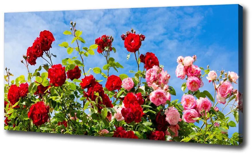 Wallmuralia Foto obraz na plátně do obýváku Divoké růže 100x50 cm