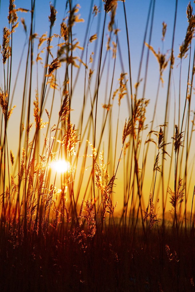 Bondecor Obraz na plátně "Slunce v trávě dark" 80x116cm